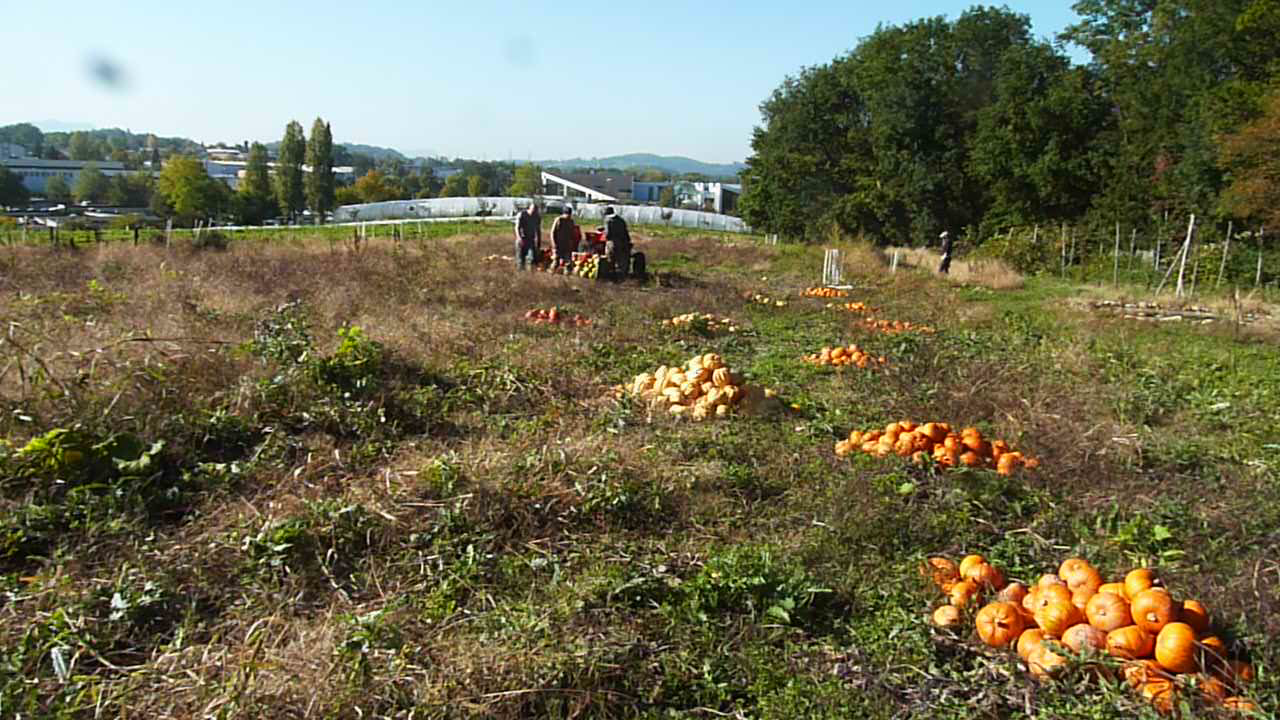 AMAP Le Petit Chaperon Vert – Légumes d'Annecy / Cran-Gevrier et autres ...